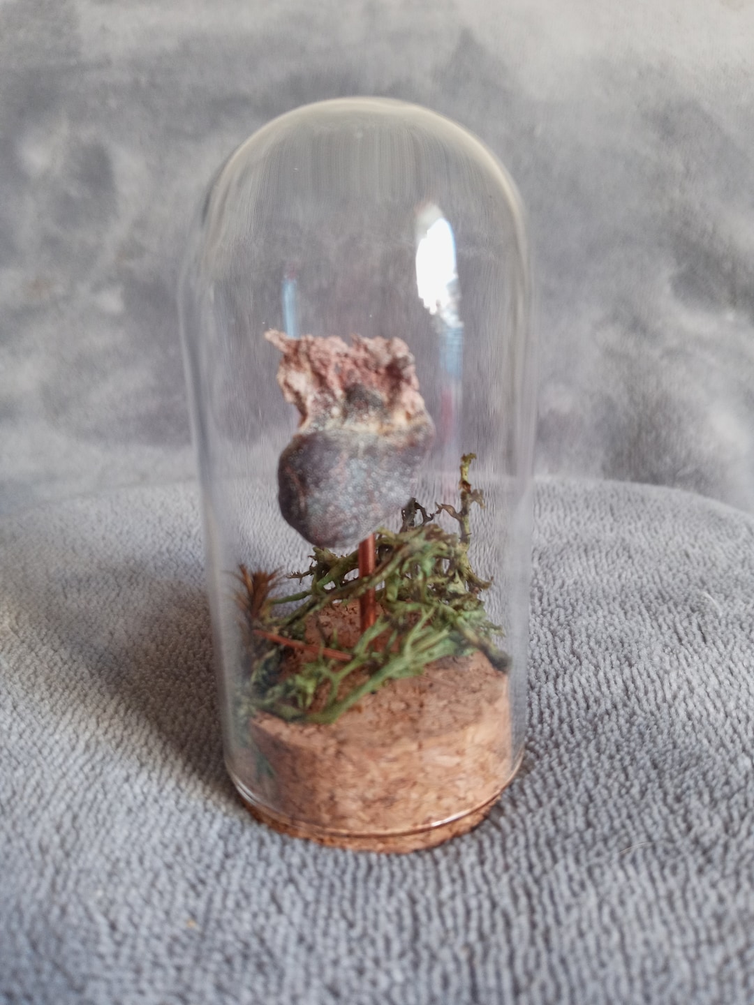 Dried Mummified Northern Mink Heart Taxidermied Oddity in 3 Cloche - Etsy