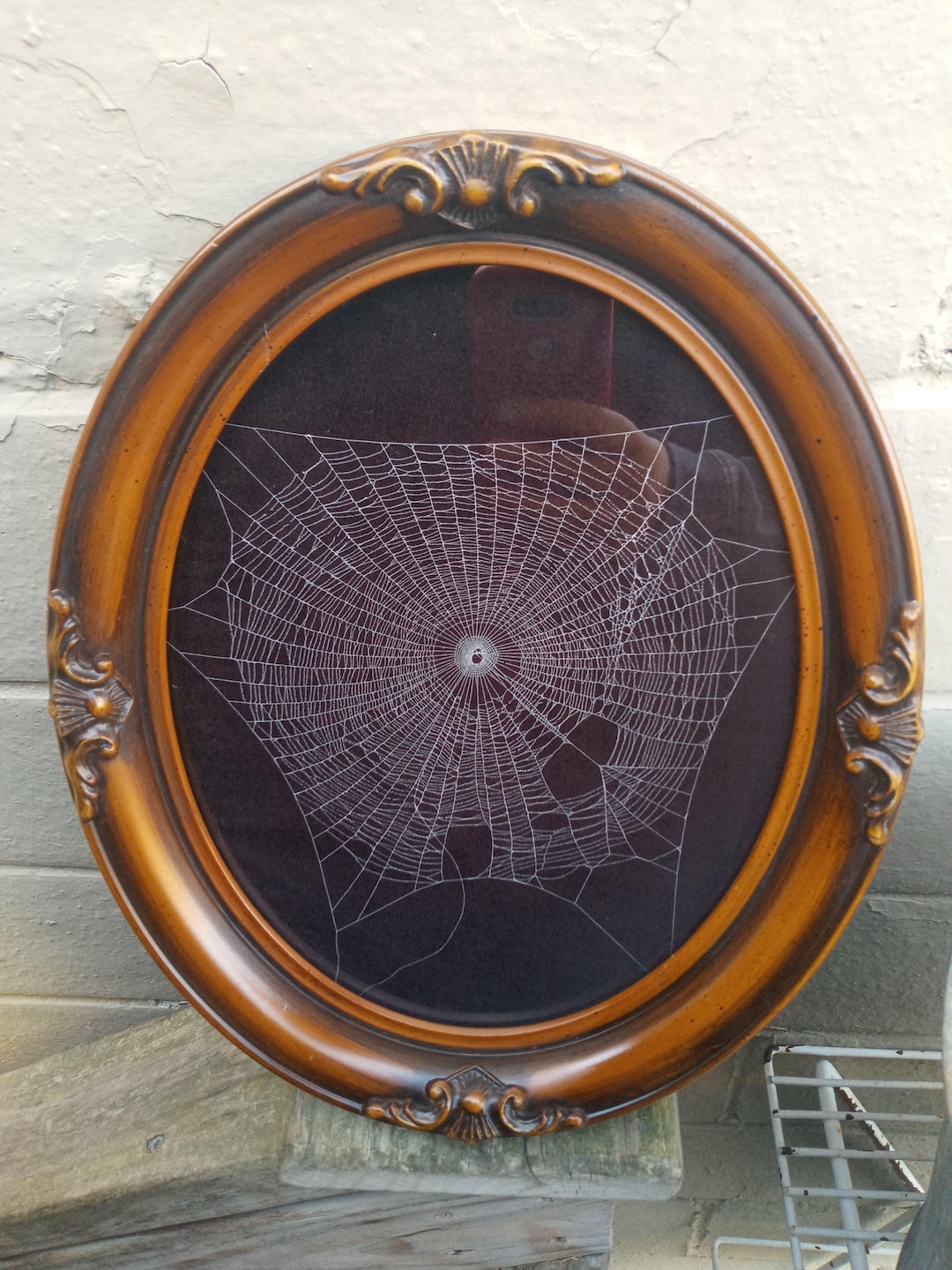 REAL Enhanced Orb Weaver Spider Web Displayed in an 12 X 10 Oval Frame ...