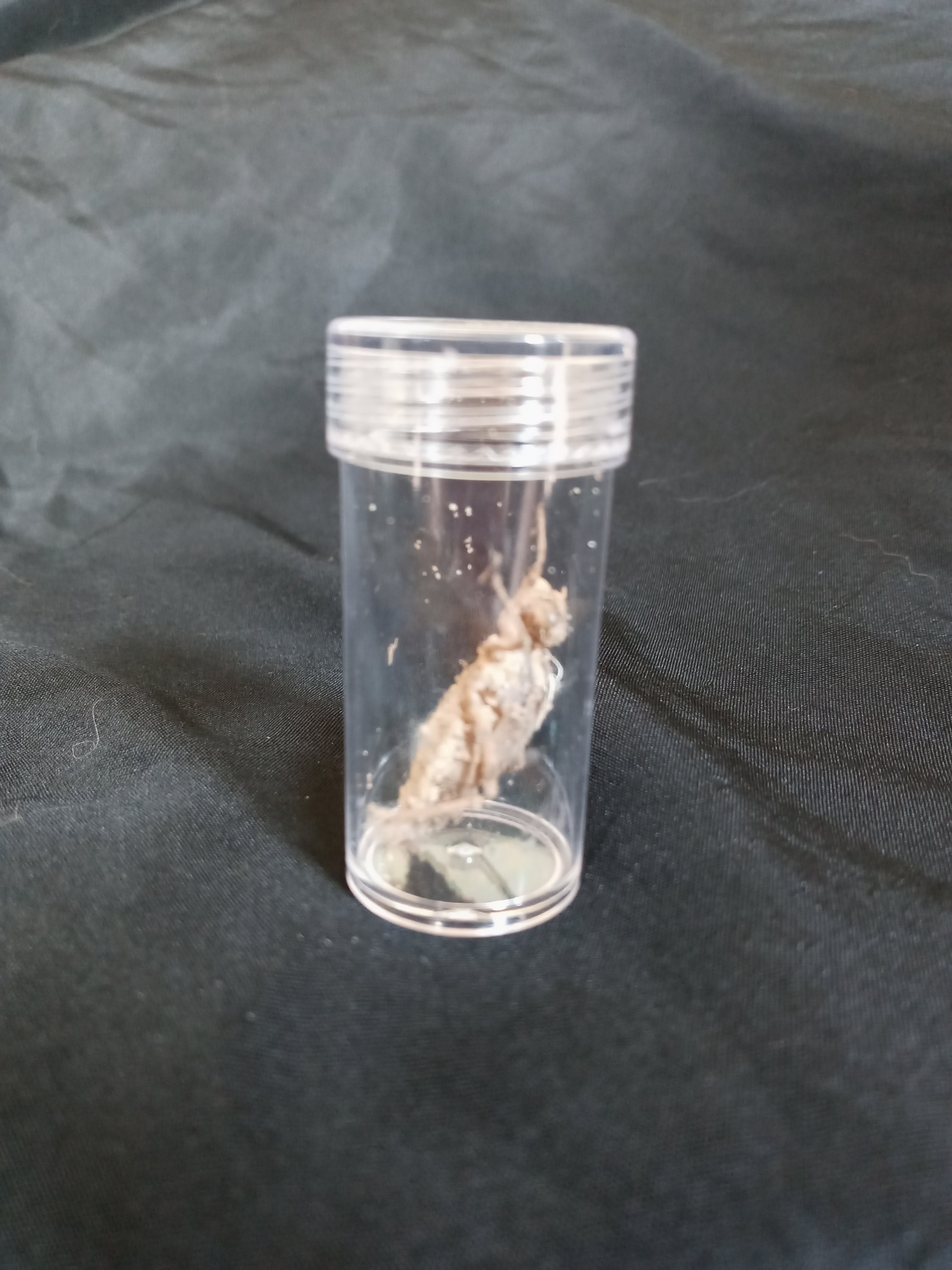 Dragonfly Nymph Exoskeleton in a 2 Clear Specimen Vial Oddities and ...