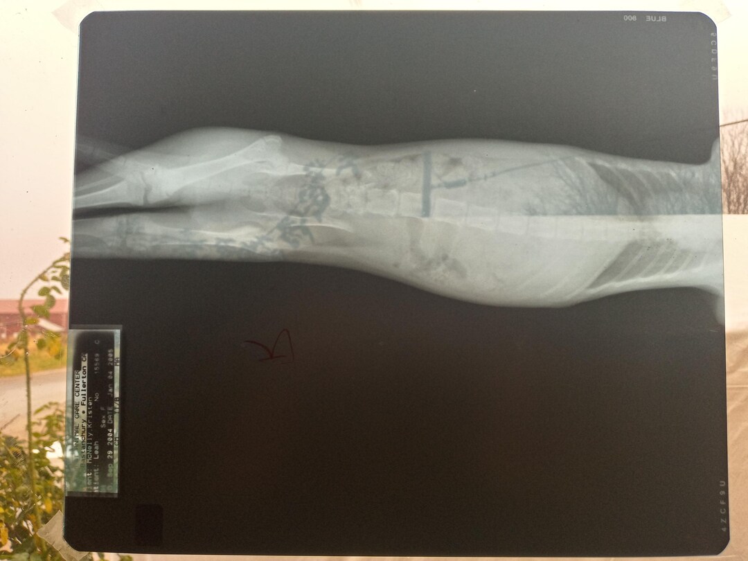 Vintage 12 X 10 Veterinary X Ray DHS Feline - Etsy