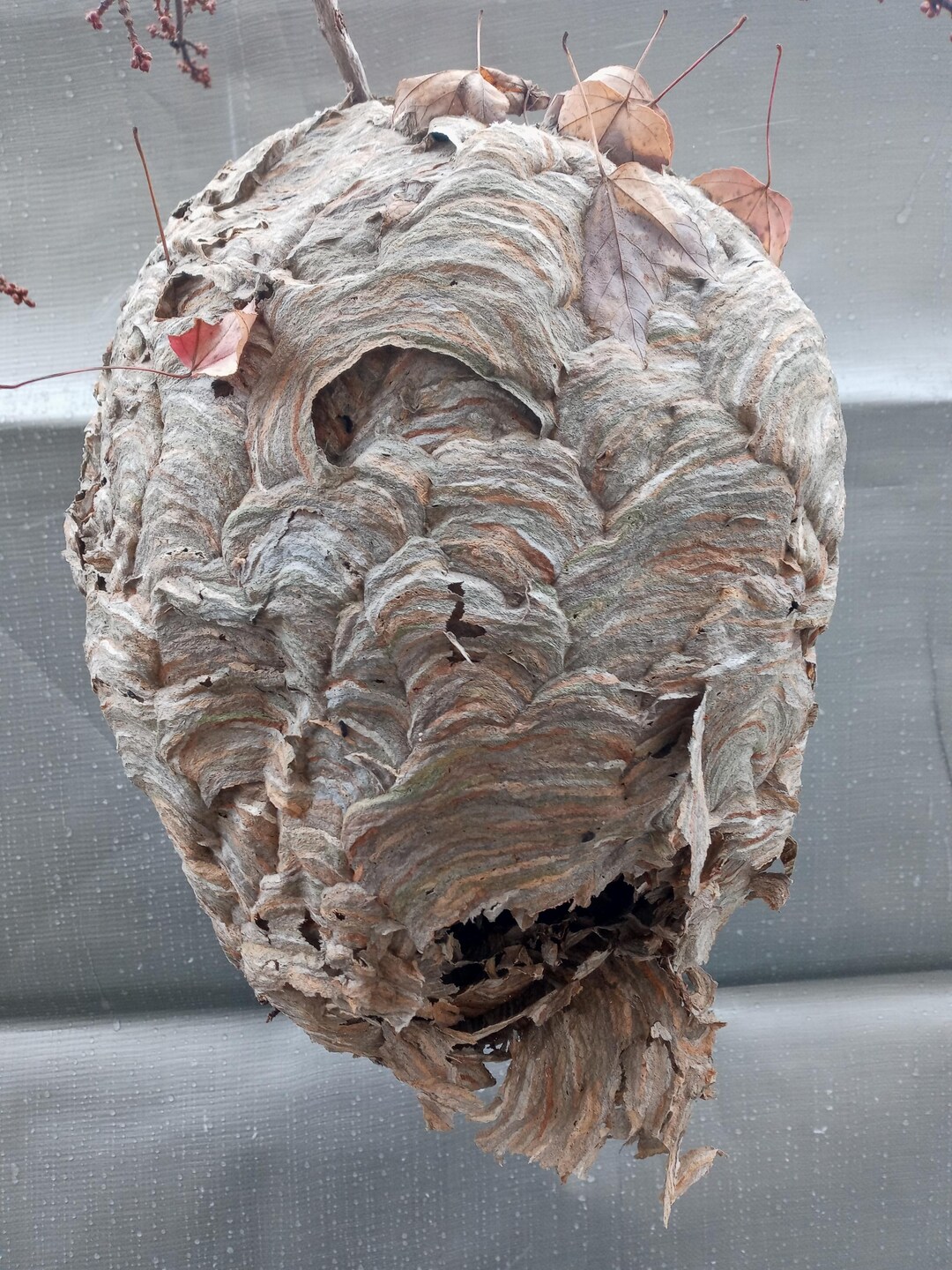 Large REAL 13 Natural Paper Wasp Nest end of the Season Empty minor ...