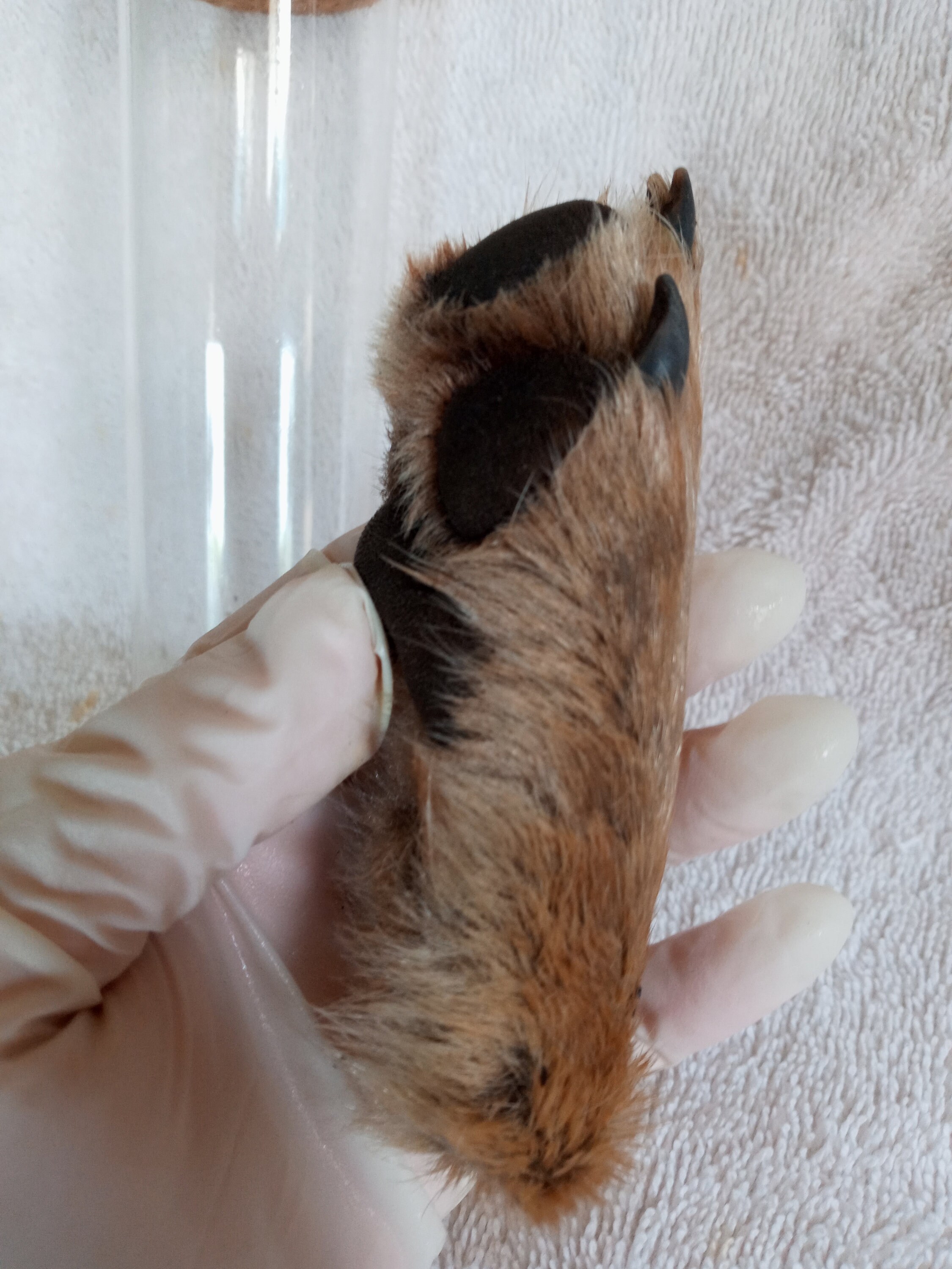 Wet Specimen Fully Preserved Coyote Paw Displayed in Glass Cylinder Oddities Curiosities - Etsy