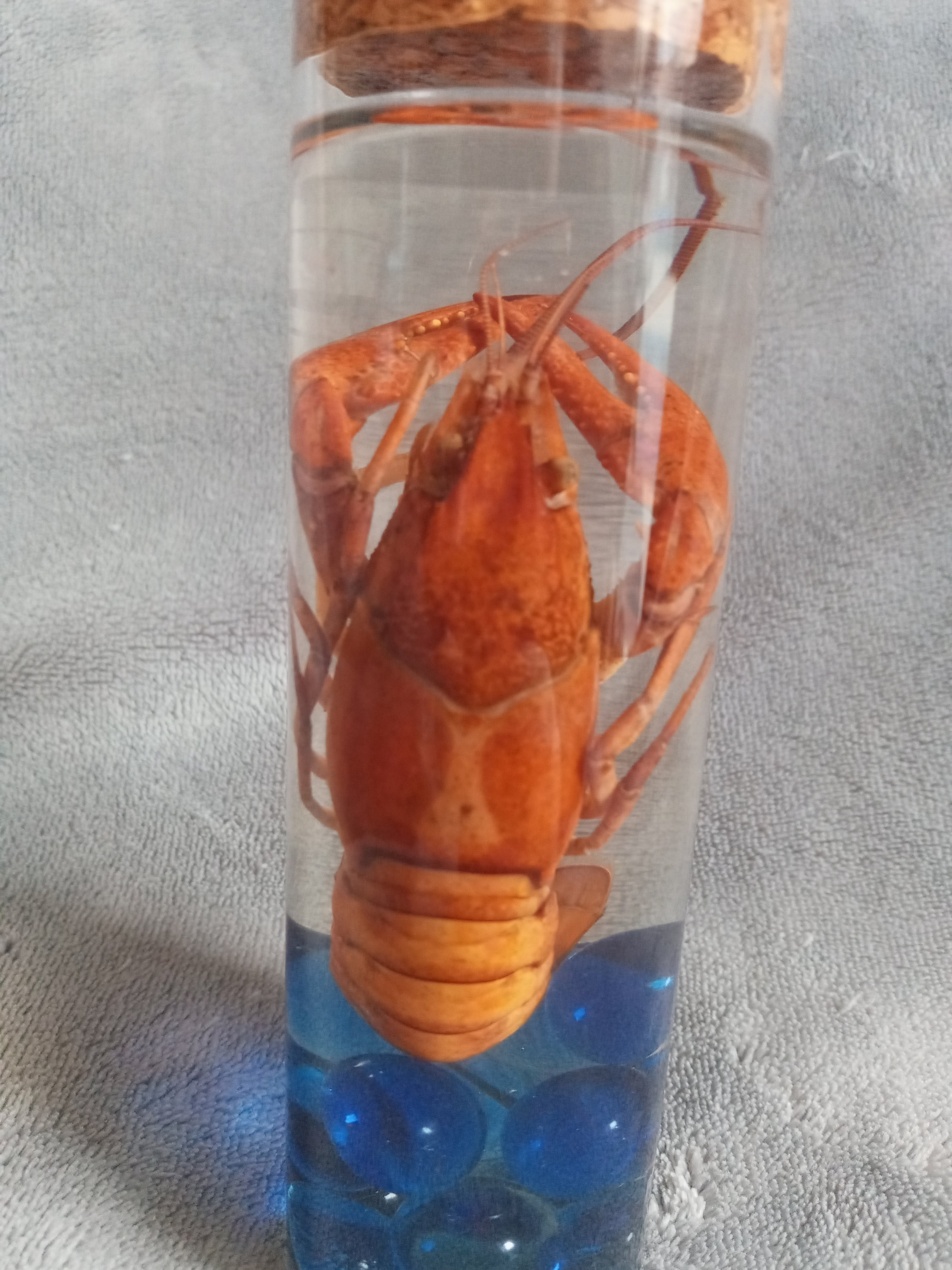 Fully Preserved Northern Crayfish Crawdad Displayed in a Glass Jar With ...