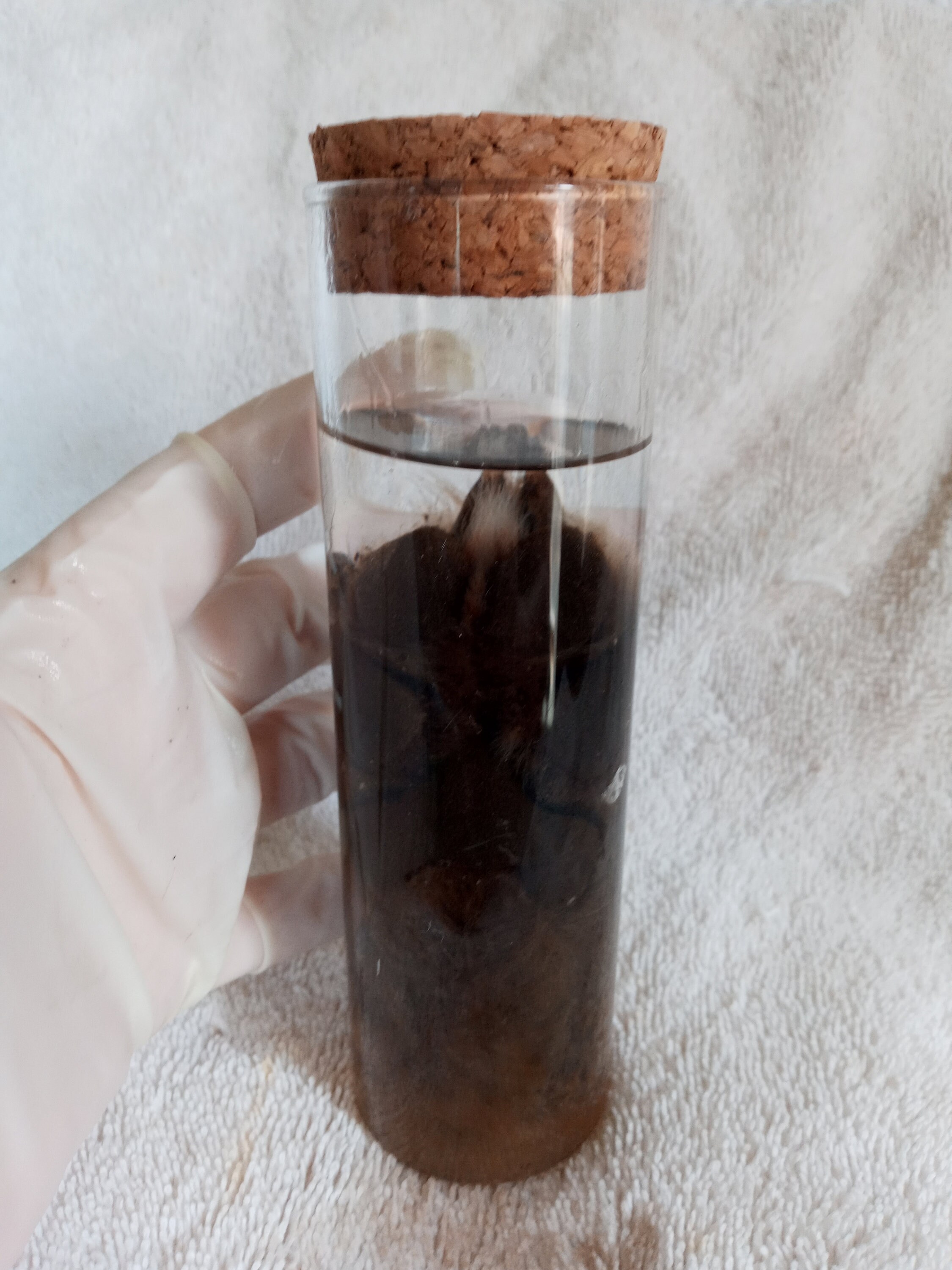 Wet Specimen Fully Preserved Coyote Paw Displayed in Glass Cylinder ...