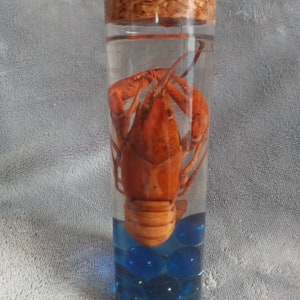 Fully Preserved Northern Crayfish Crawdad Displayed in a Glass Jar With ...