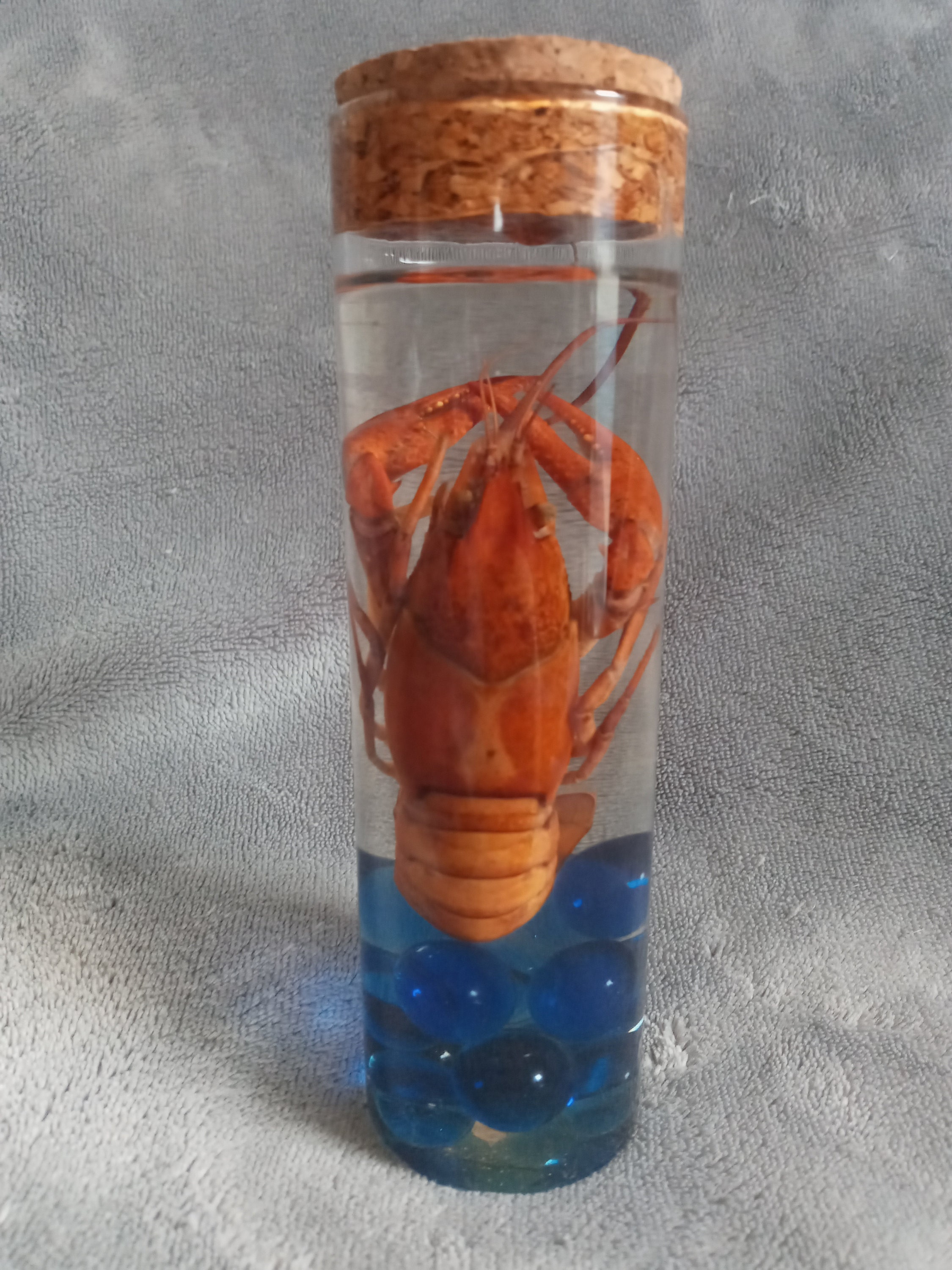 Fully Preserved Northern Crayfish Crawdad Displayed in a Glass Jar With ...