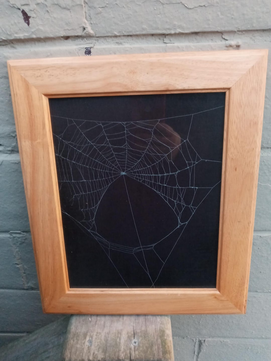 REAL Enhanced Orb Weaver Spider Web Displayed in a 13" X 10" Frame - Etsy