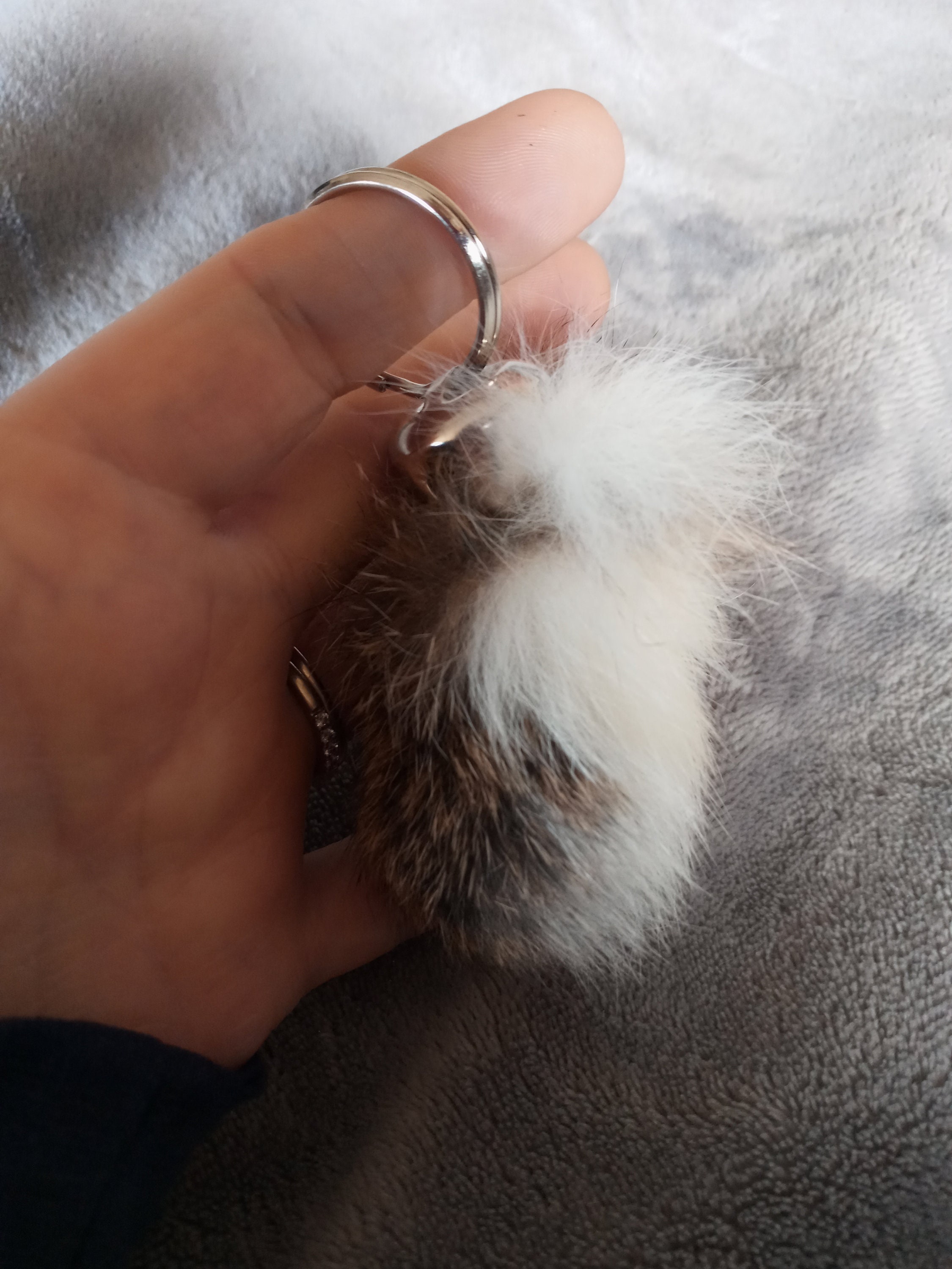 Real Taxidermied Cottontail Rabbit Tail Key Chain - Etsy