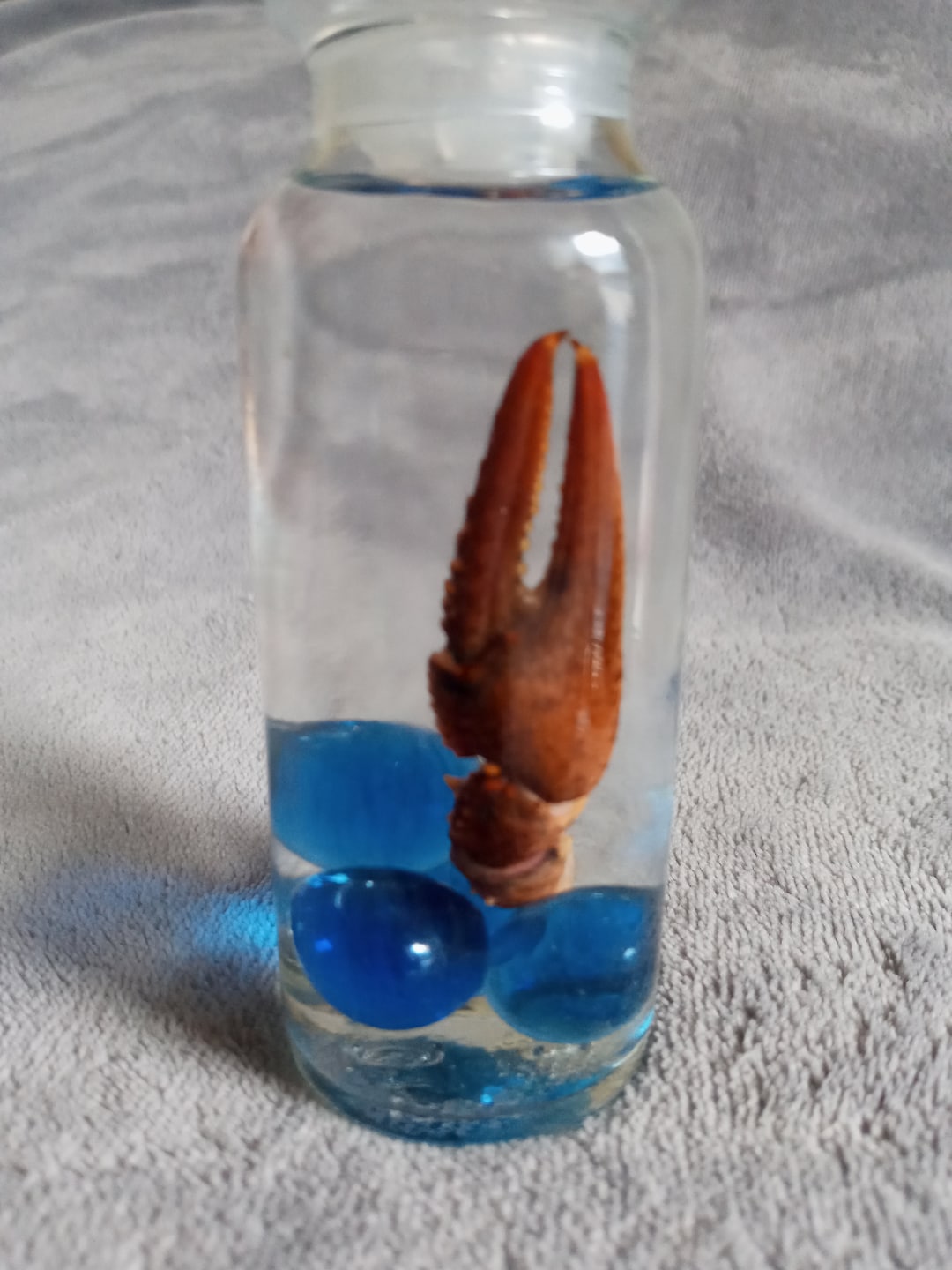 Wet Specimen Crawdad Claw Crayfish in Glass Apothecary Jar Oddities and ...