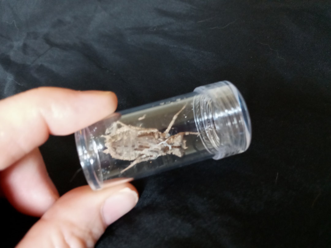 Dragonfly Nymph Exoskeleton in a 2 Clear Specimen Vial Oddities and ...