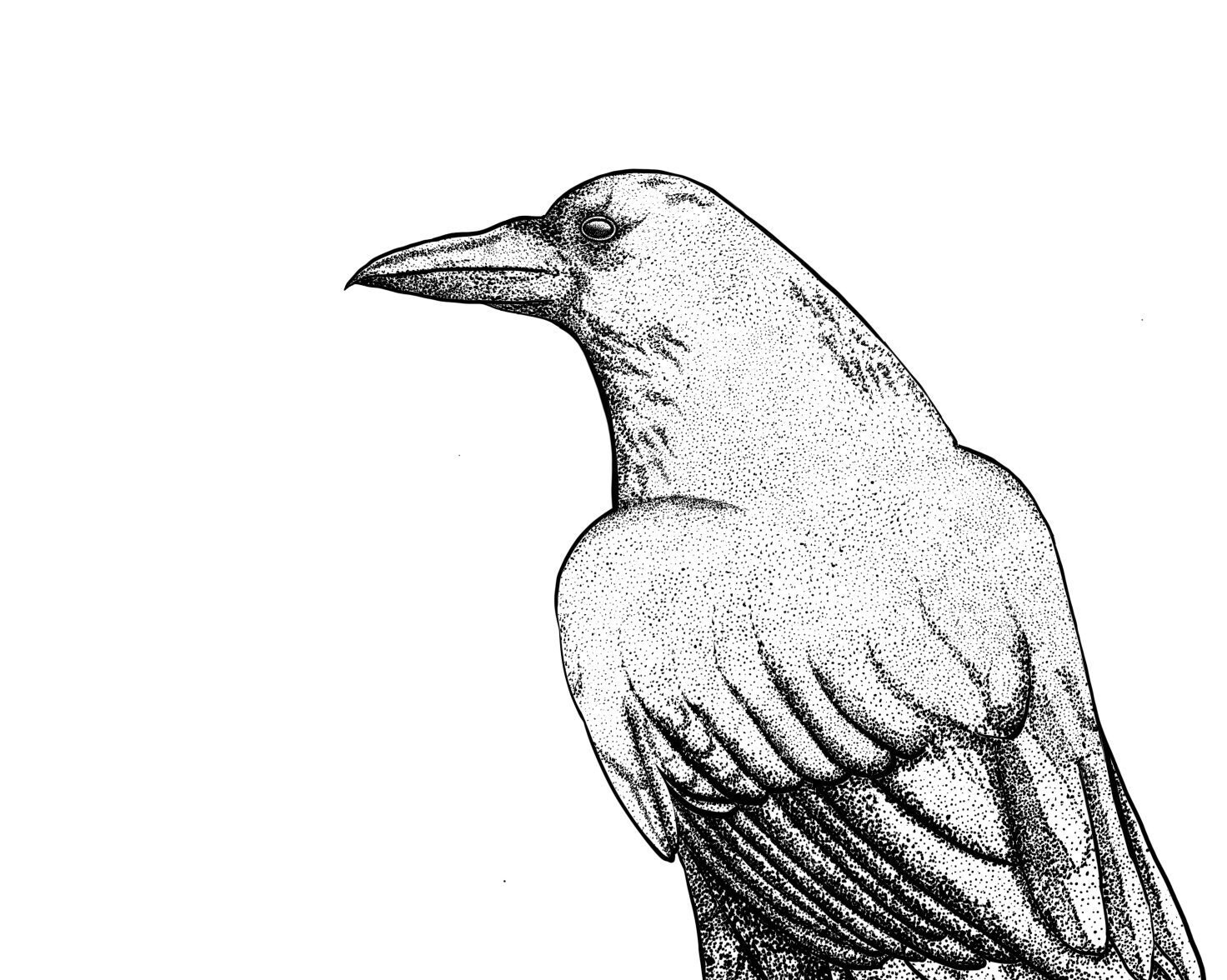 PRINTABLE Raven Art Print, Dotwork Art, Raven Bird Drawing Wall Art ...