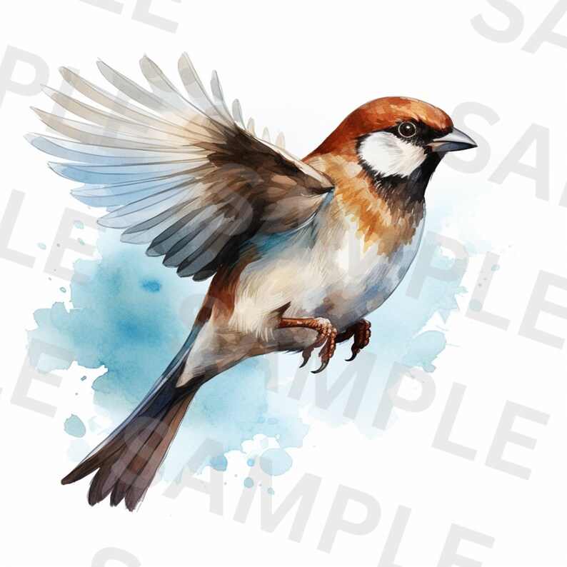 5 Sparrow Clipart, Sparrow Bird, Printable Watercolor Clipart, High ...