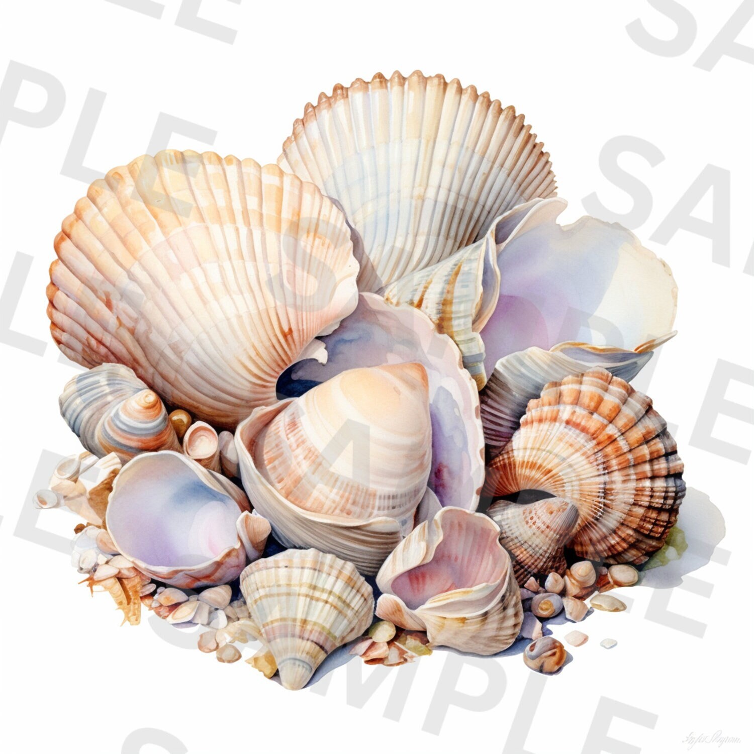 5 Beautiful Sea Shells Clipart, Seashell Clipart, Printable Watercolor ...