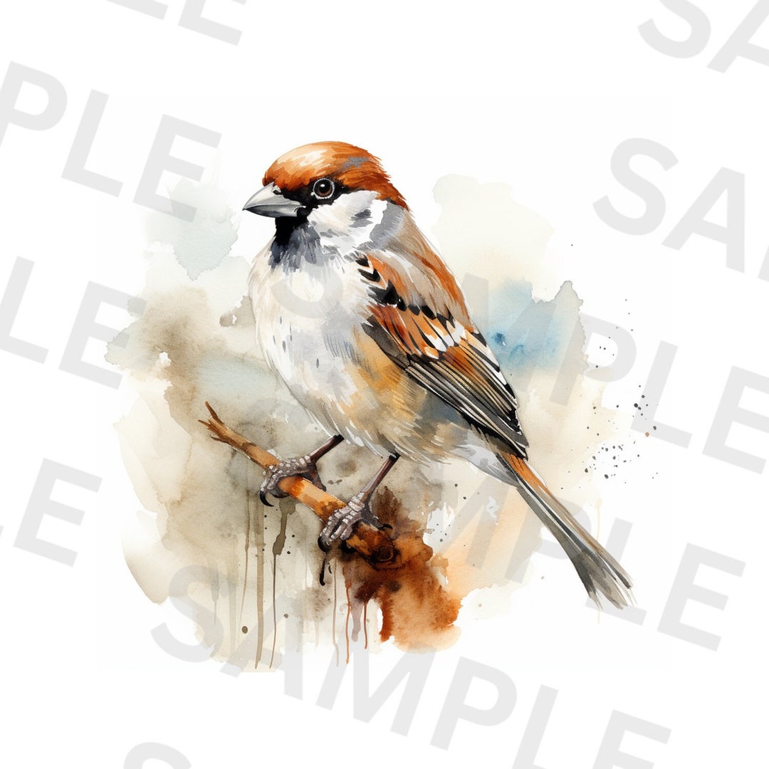 5 Sparrow Clipart, Sparrow Bird, Printable Watercolor Clipart, High ...