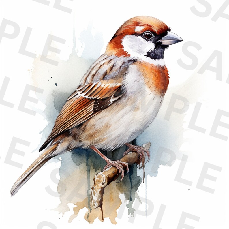5 Sparrow Clipart, Sparrow Bird, Printable Watercolor Clipart, High ...