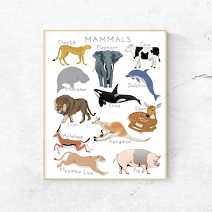 Mammal Poster, Educational Poster, Montessori Poster, Homeschool ...