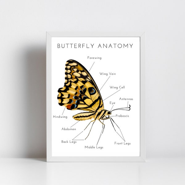 Butterfly Anatomy - Etsy