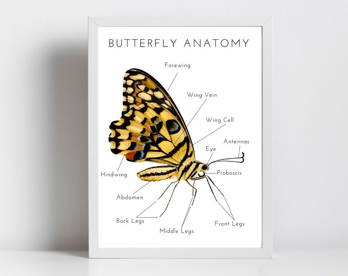 Butterfly Anatomy Poster, Fill in the Blank, Educational Poster ...