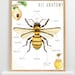 Bee Anatomy Poster, Educational Prints, Educational Poster, Classroom ...