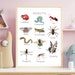 Insect Poster, Educational Poster, Montessori Poster, Homeschool ...