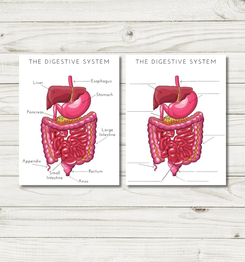 Digestive System Anatomy Poster, Fill in the Blank, Educational Posters ...