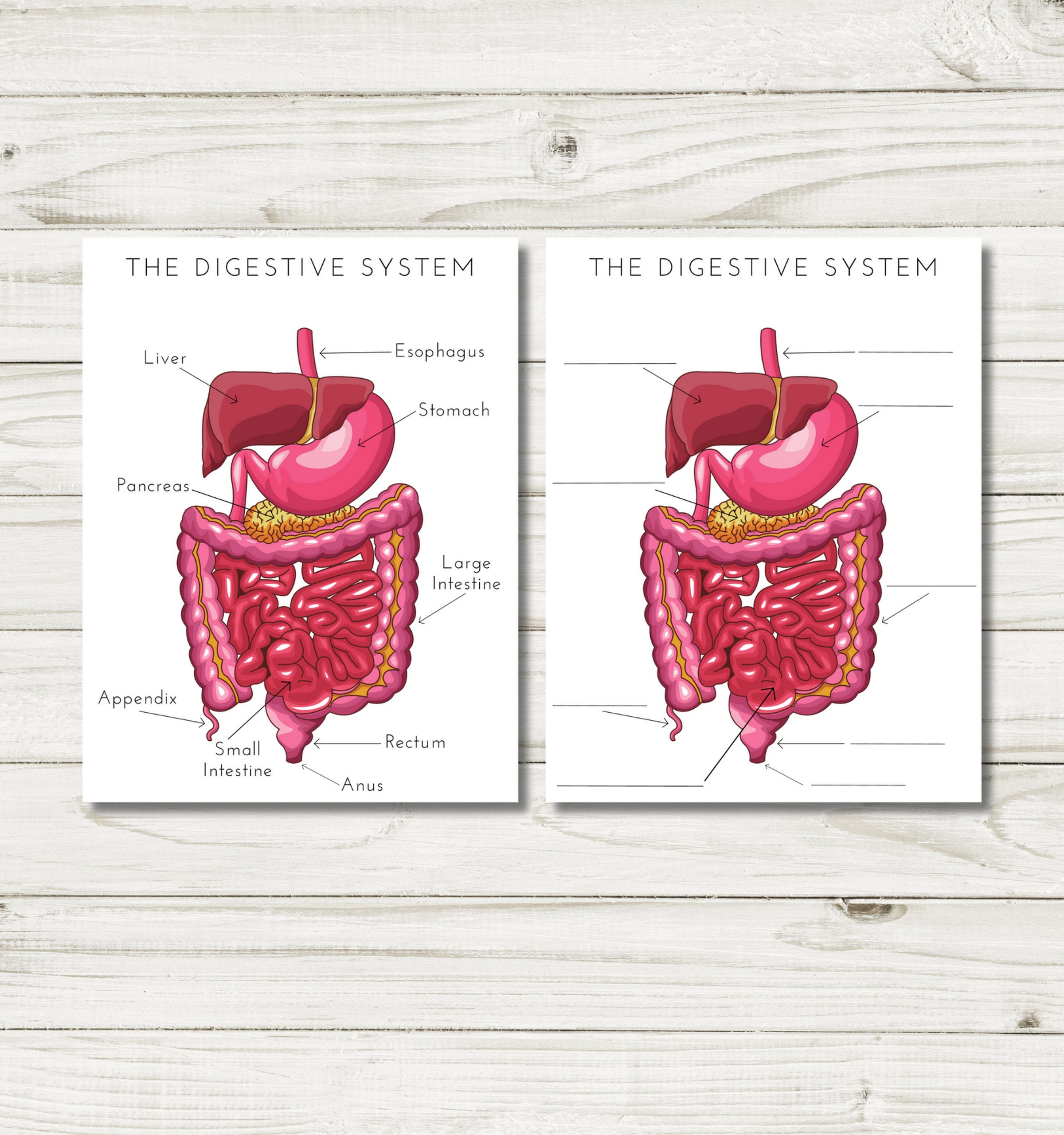 Digestive System Anatomy Poster, Fill in the Blank, Educational Posters ...