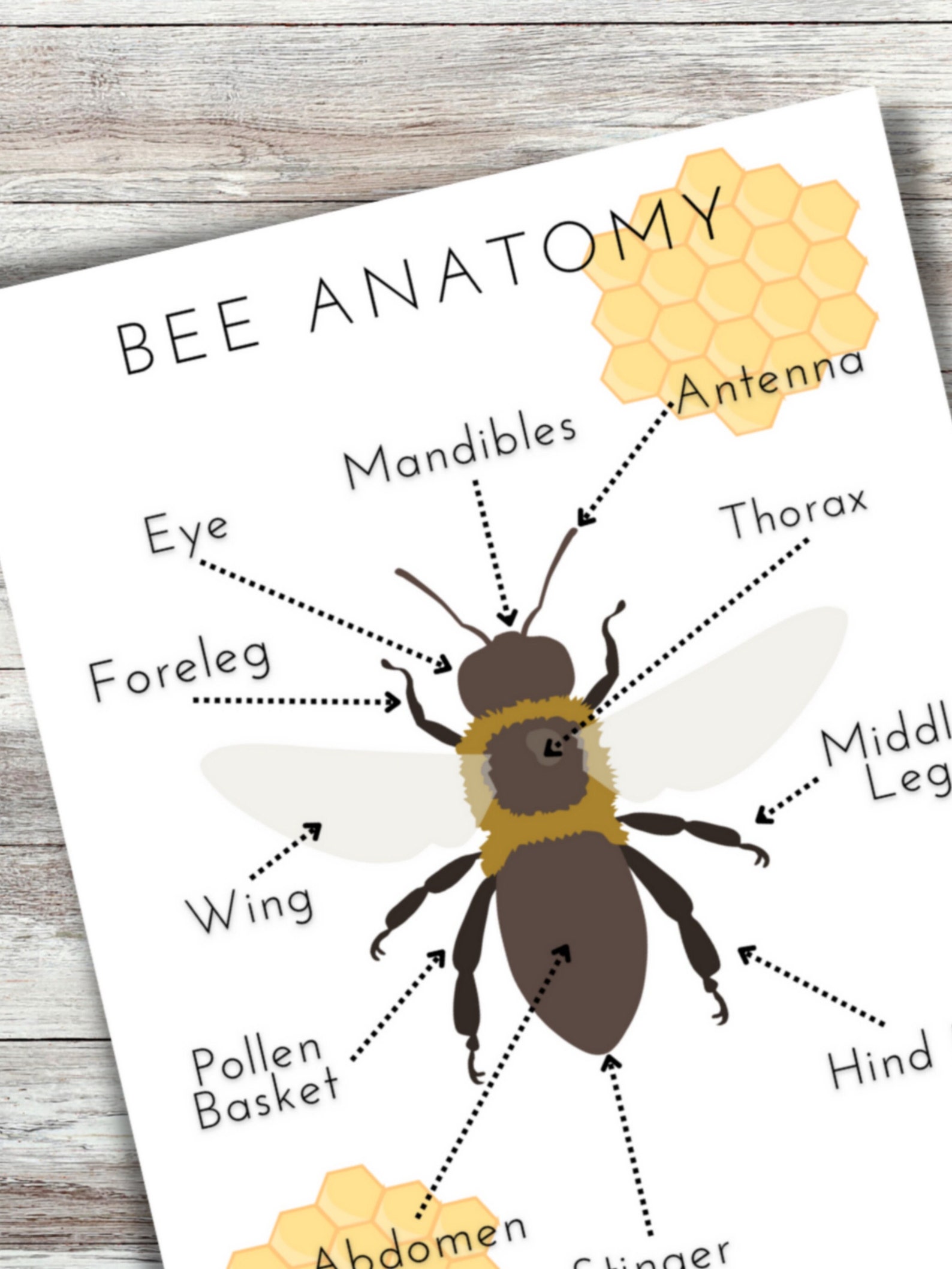 Bee Anatomy Poster Educational Prints Educational Poster - Etsy