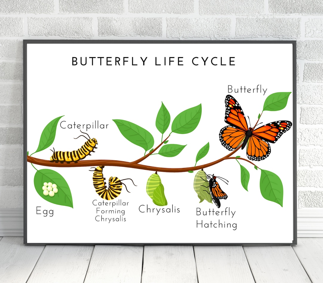 Life Cycle of a Butterfly Poster, Butterfly Poster, Fill in the Blank ...