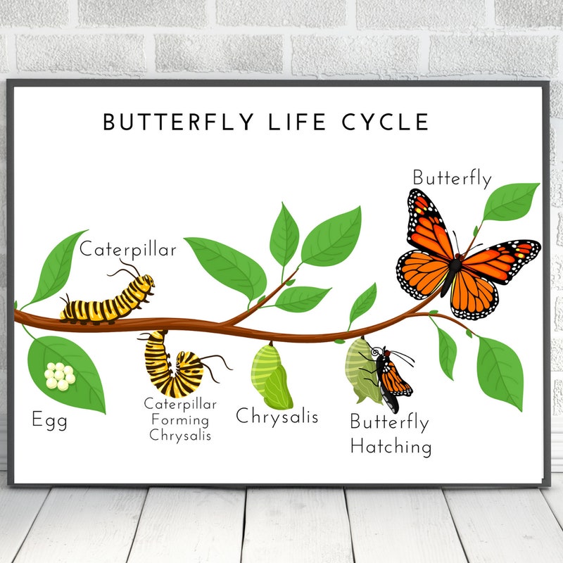 Butterfly Poster - Etsy
