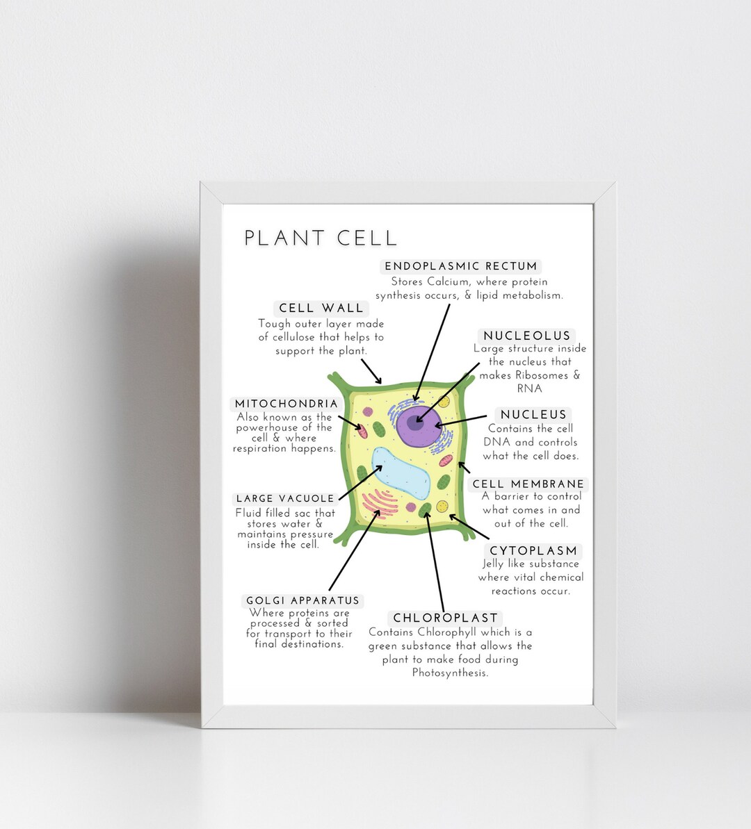 Plant Cell Print, Educational Prints, Nature Prints, Montessori Wall ...