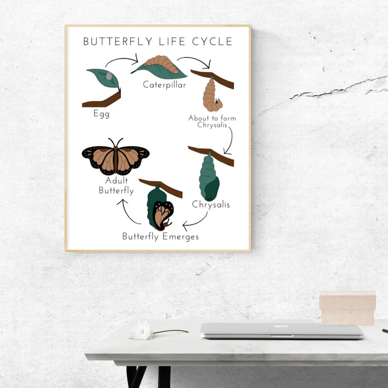 Life Cycle of a Butterfly Poster Butterfly Poster - Etsy