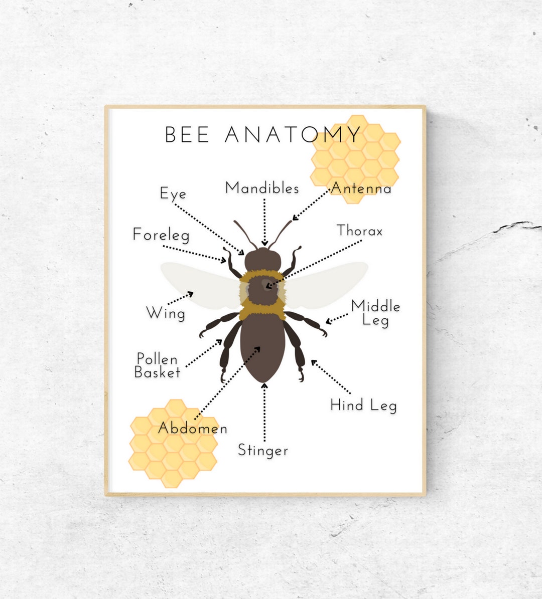 Bee Anatomy Poster Educational Prints Educational Poster - Etsy