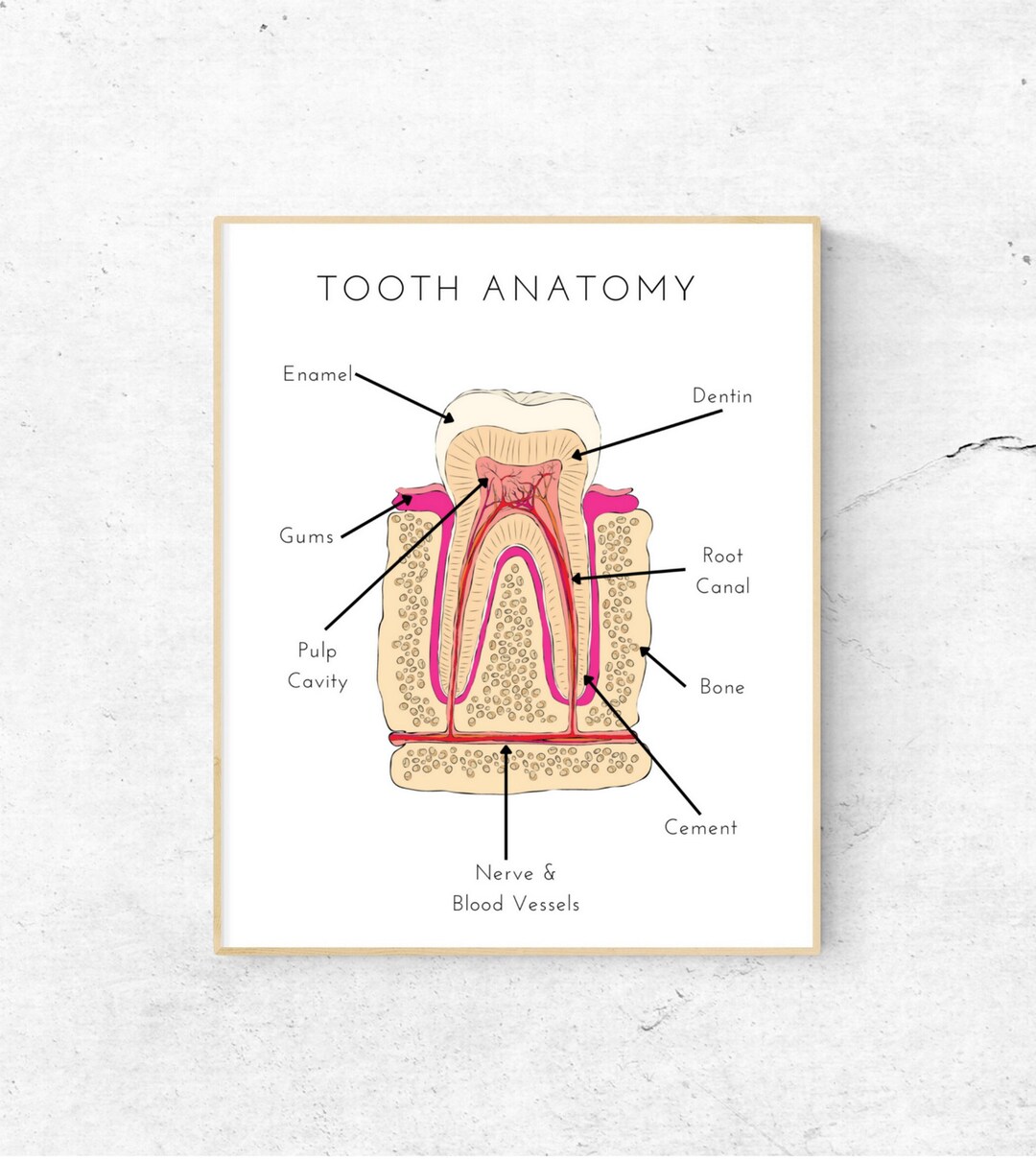 Tooth Anatomy Poster Educational Poster Educational Print - Etsy