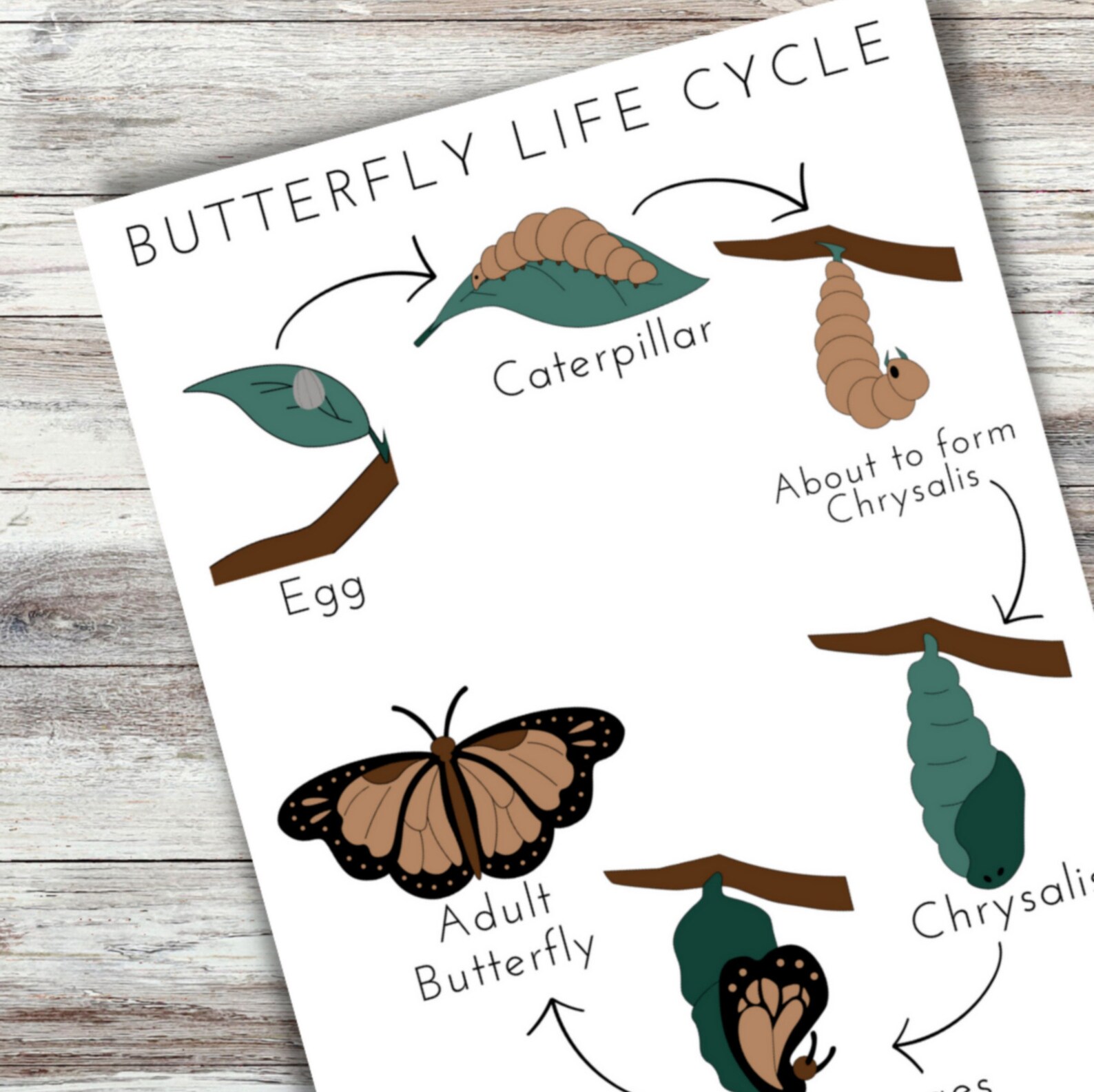 Life Cycle of a Butterfly Poster Butterfly Poster - Etsy