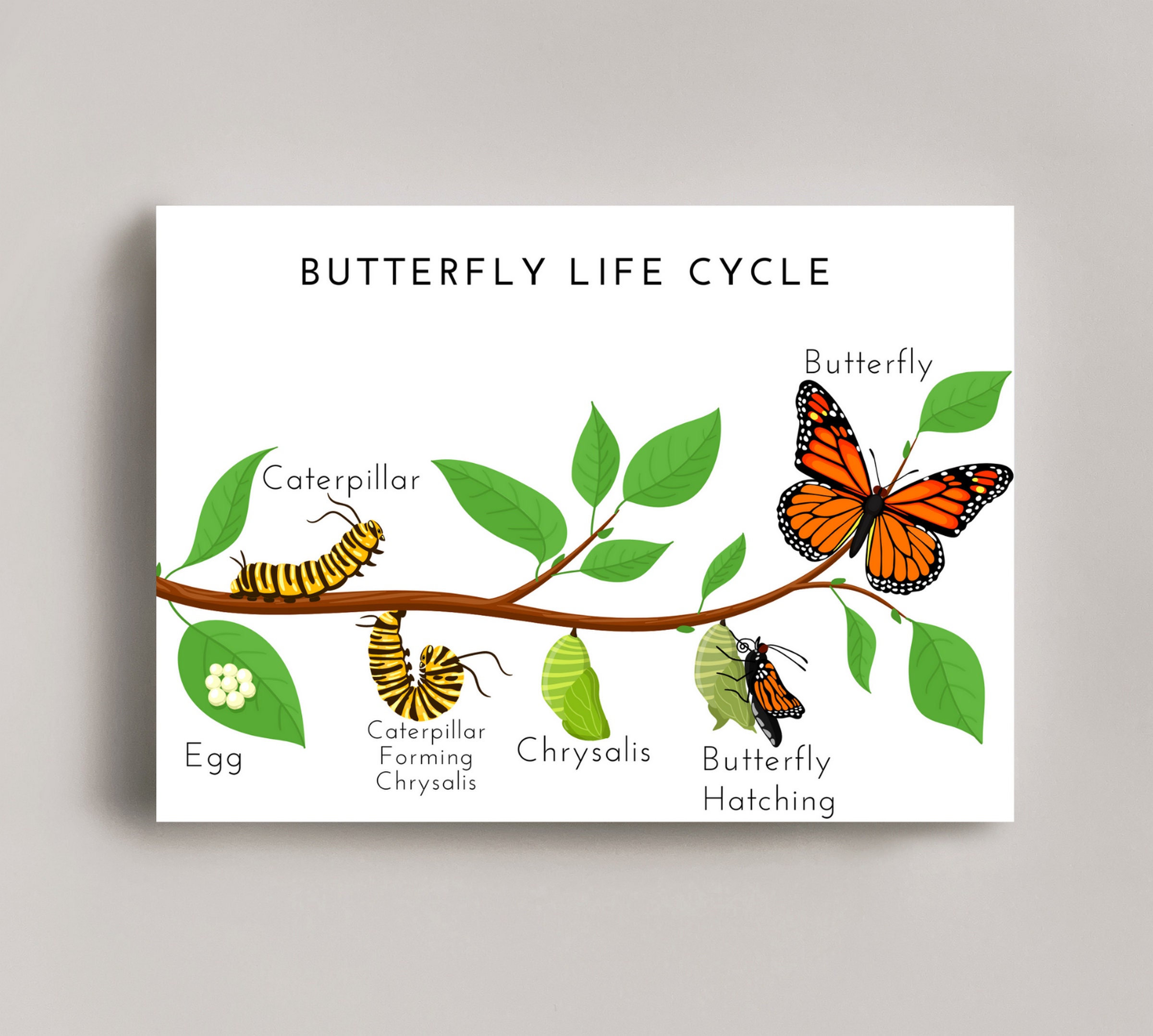 Life Cycle of a Butterfly Poster, Butterfly Poster, Fill in the Blank ...