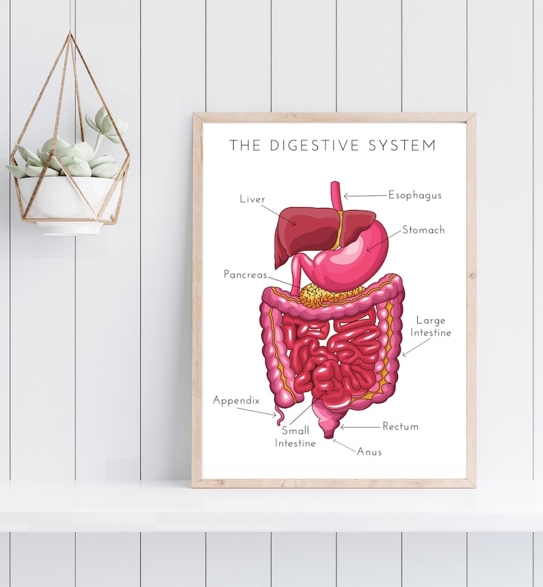 Digestive System Anatomy Poster, Fill in the Blank, Educational Posters ...