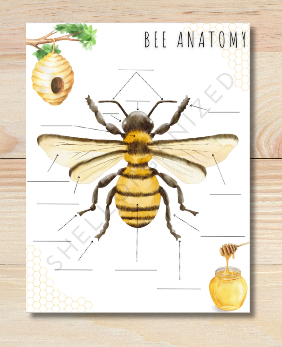 Bee Anatomy Poster, Educational Prints, Educational Poster, Classroom ...