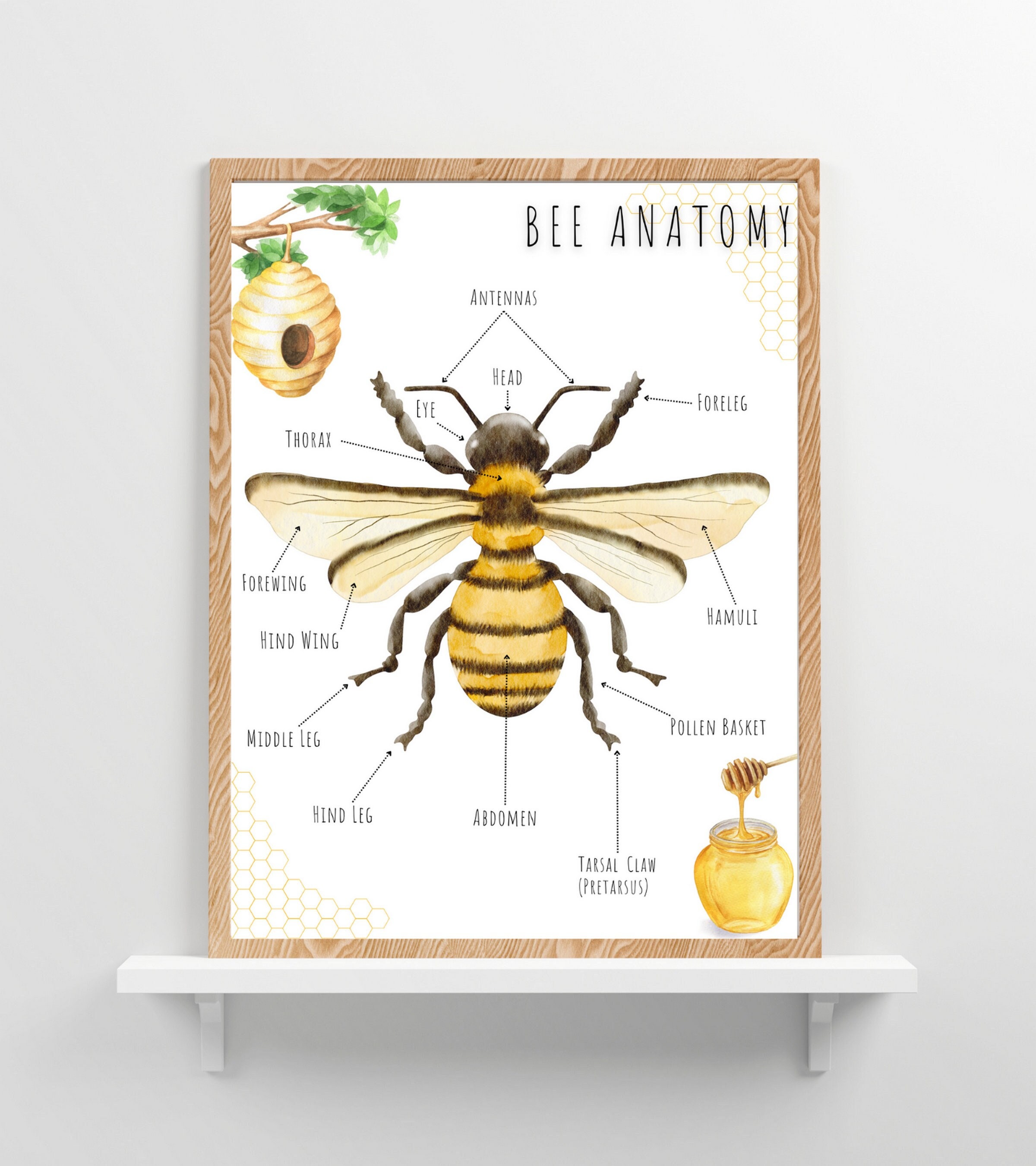 Bee Anatomy Poster, Educational Prints, Educational Poster, Classroom ...