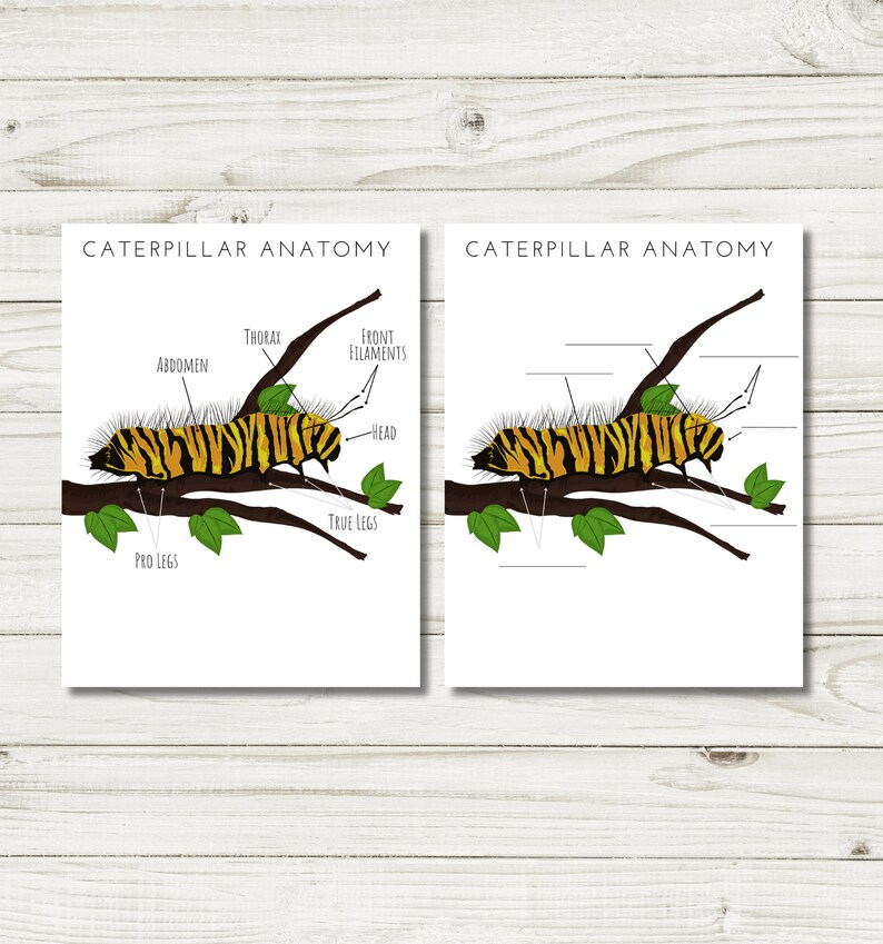Caterpillar Anatomy Poster, Fill in the Blank, Educational Prints ...