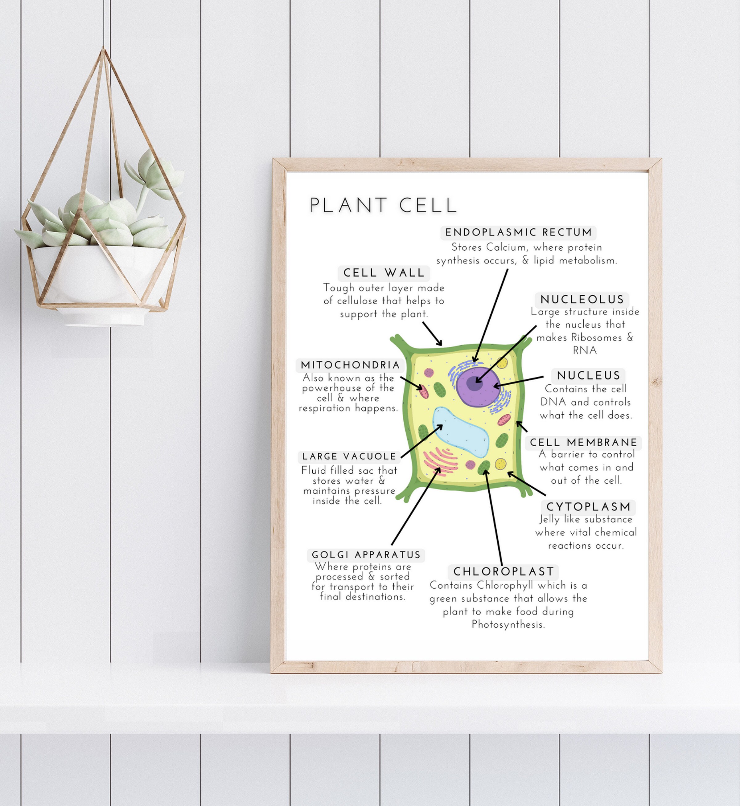 Plant Cell Print, Educational Prints, Nature Prints, Montessori Wall ...
