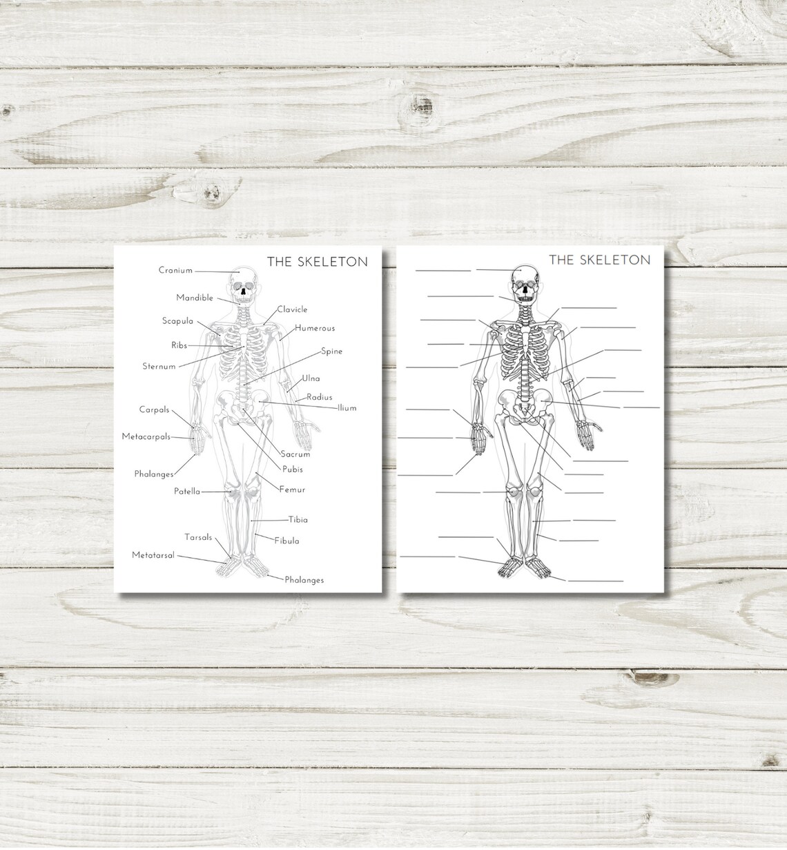 Human Skeleton Poster, Fill-in-the-blank, Educational Printables ...