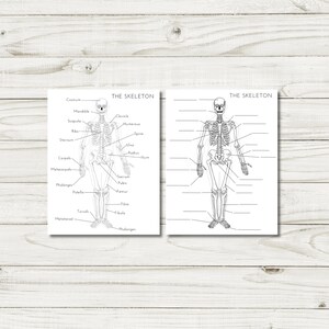 Human Skeleton Poster, Fill-in-the-blank, Educational Printables ...