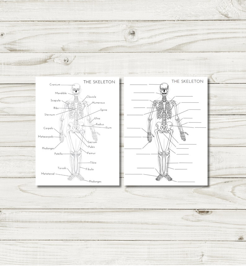 Human Skeleton Poster, Fill-in-the-blank, Educational Printables ...