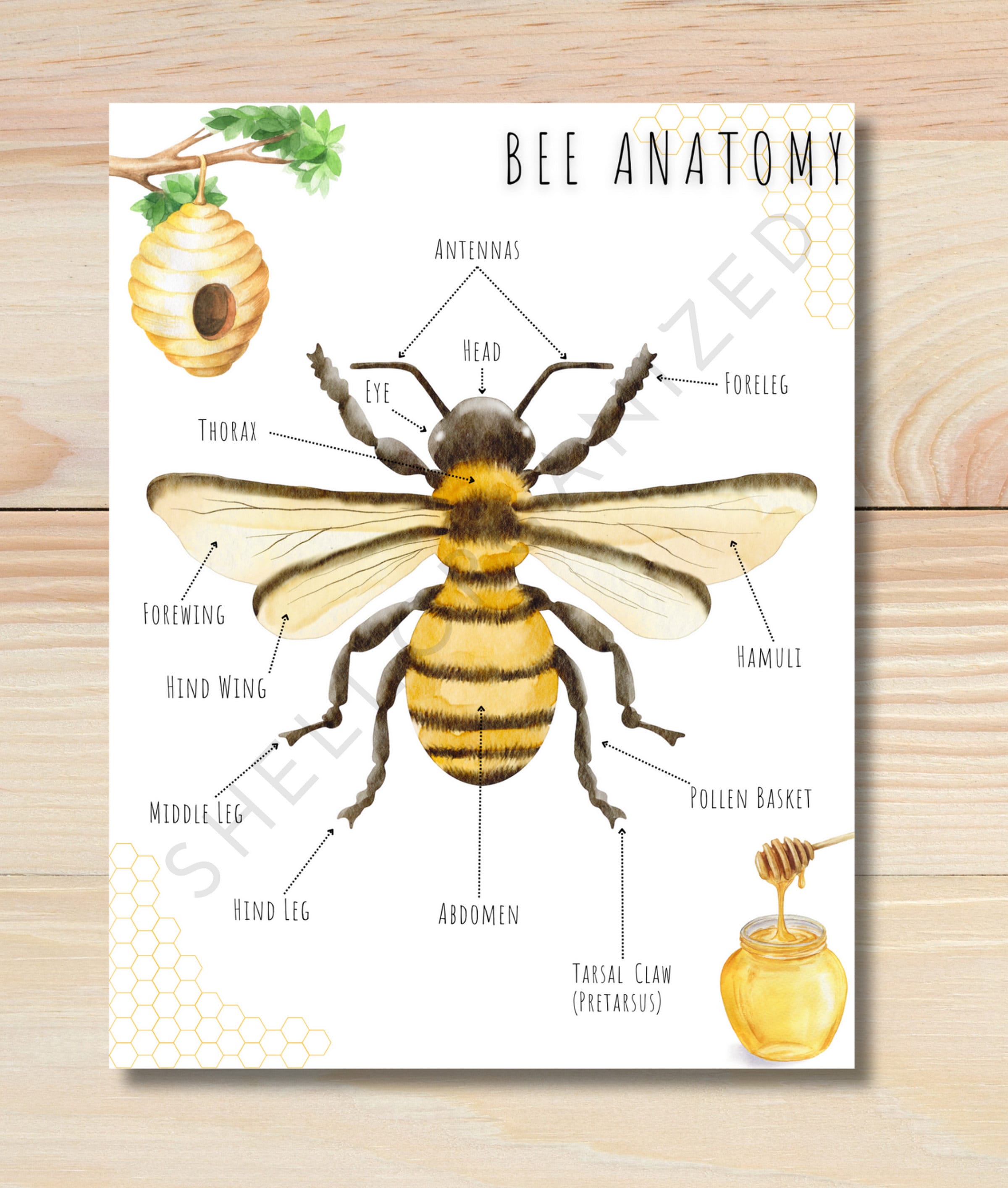 Bee Anatomy Poster, Educational Prints, Educational Poster, Classroom ...