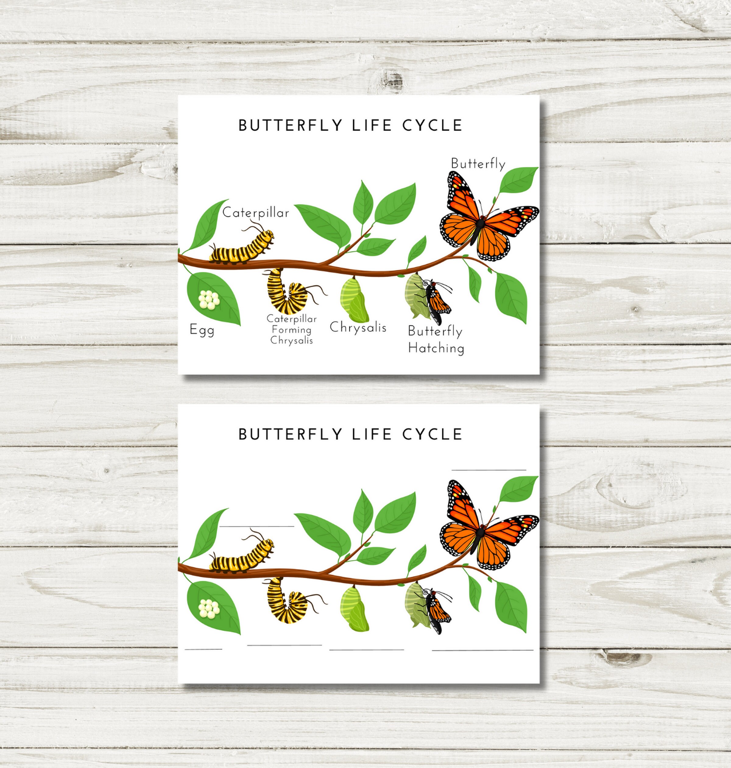 Life Cycle of a Butterfly Poster, Butterfly Poster, Fill in the Blank ...