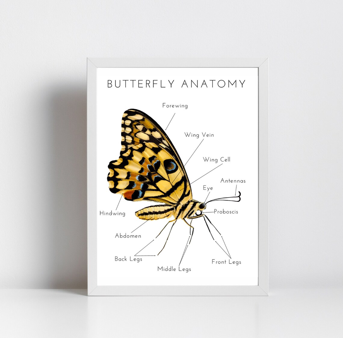 Butterfly Anatomy Poster, Fill in the Blank, Educational Poster ...