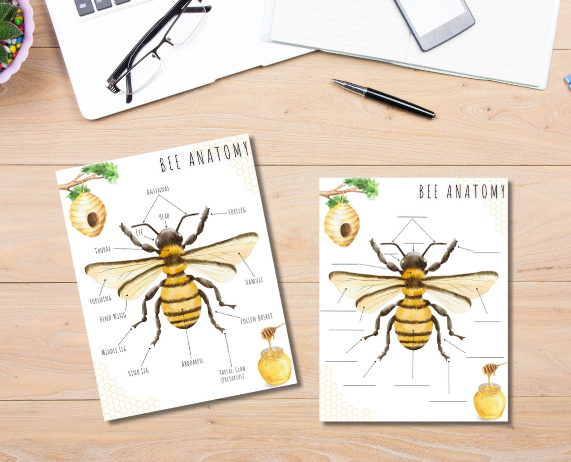 Bee Anatomy Poster, Educational Prints, Educational Poster, Classroom ...
