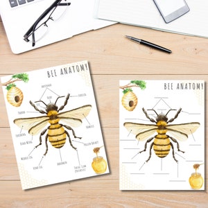 Bee Anatomy Poster, Educational Prints, Educational Poster, Classroom ...