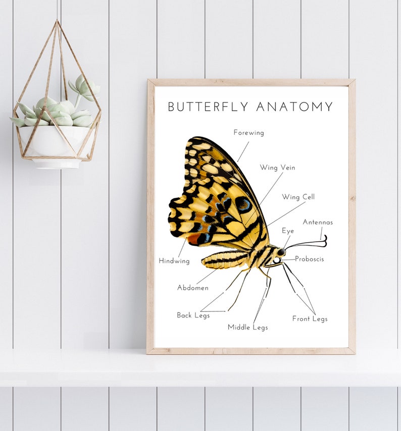 Butterfly Anatomy Poster, Fill in the Blank, Educational Poster ...