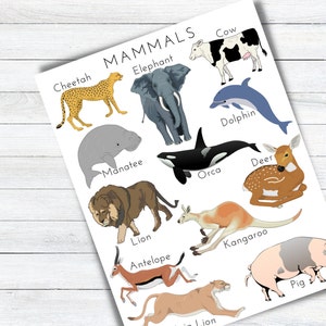 Mammal Poster, Educational Poster, Montessori Poster, Homeschool ...